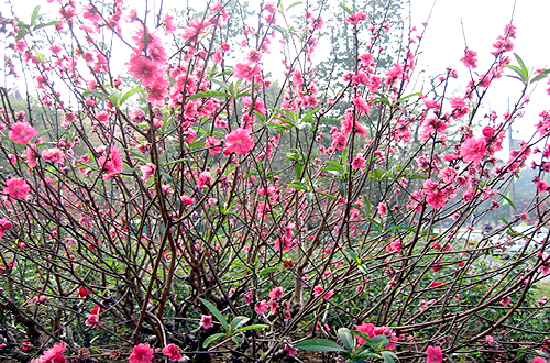 Cành đào tết xưa | TTVH Online